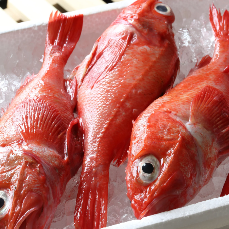 Hokkaido Kinki Thornyhead Fish – Whole Round (500g-600g) – Oosterbay