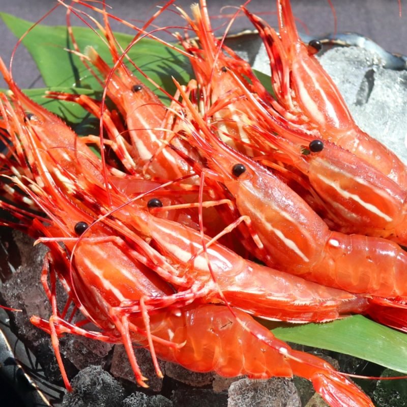 Amaebi Sweet Shrimp Sashimi – Shell On (1kg) – Oosterbay
