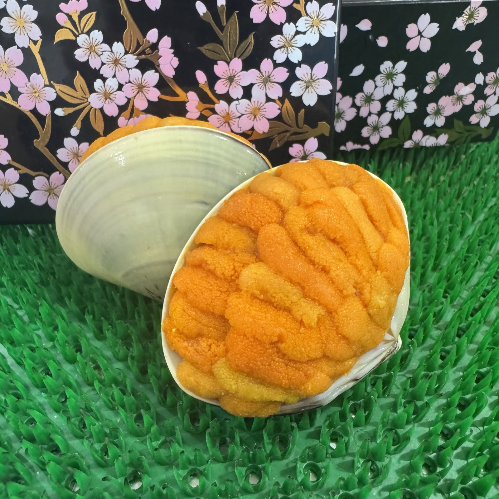 Golden Uni in Clam Shell (30g) – Oosterbay