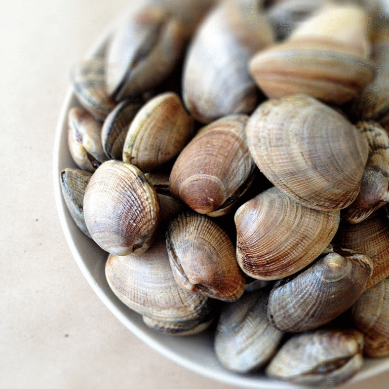 Asari (Japanese Littleneck) Clams (1kg) – Oosterbay